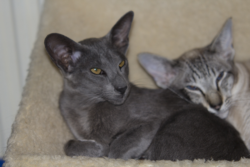 Wandering Siamese | Queens